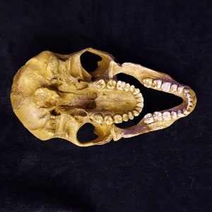 Skull LUCY AUSTRALOPITHECUS Afarensis Replica Complete Skull With ...
