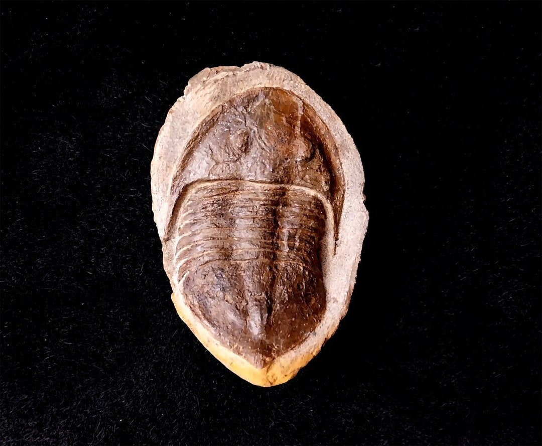 TRILOBITE KIERARGES Morrisoni Asaphide Authentic Fossil Ordovician Inf ...