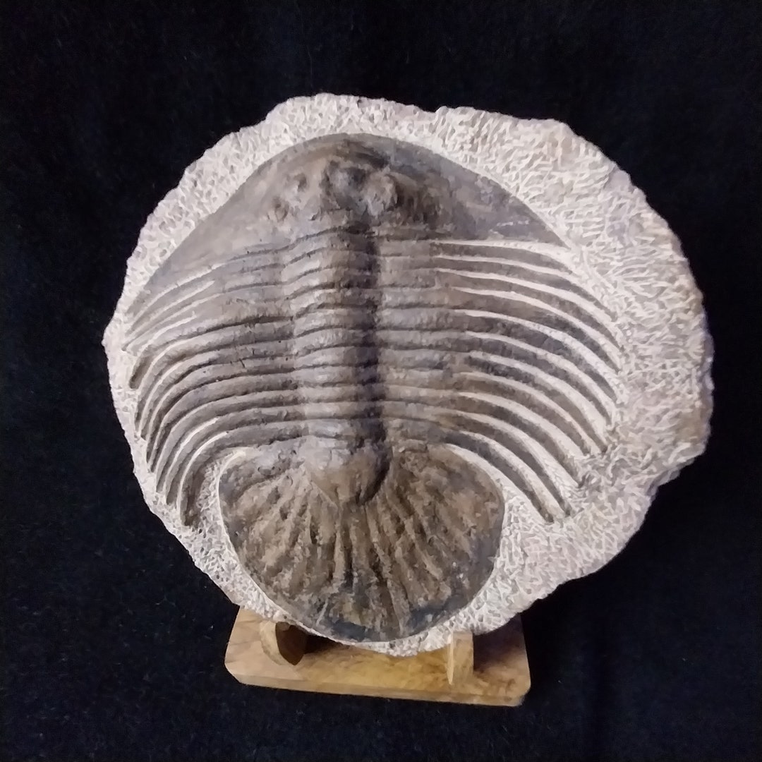 Trilobite -SCUTELLUM Pustulatum- COPY Acrylic Resin Replica of the ...