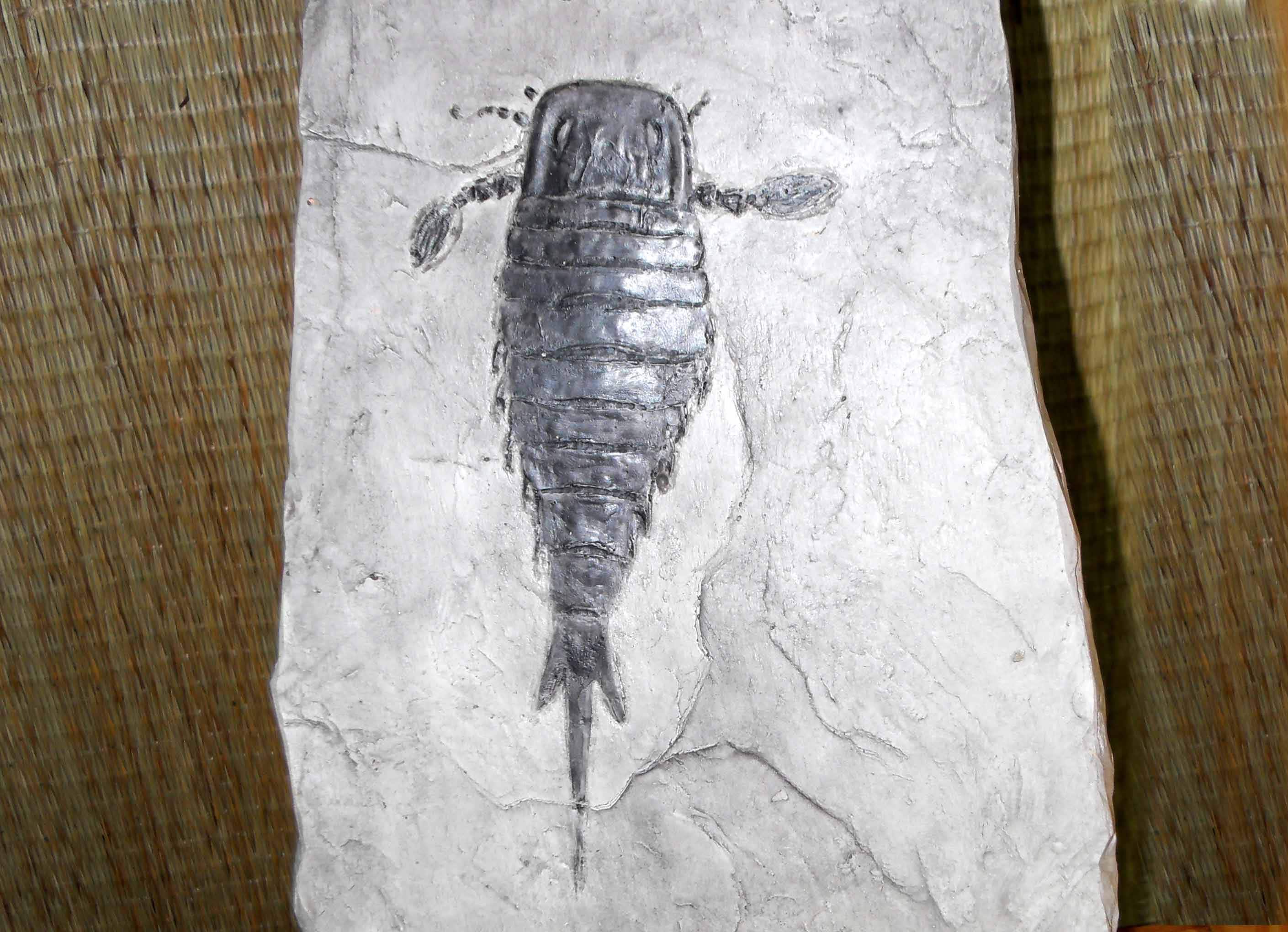 Jaekelopterus Rhenaniae The Giant Sea Scorpion