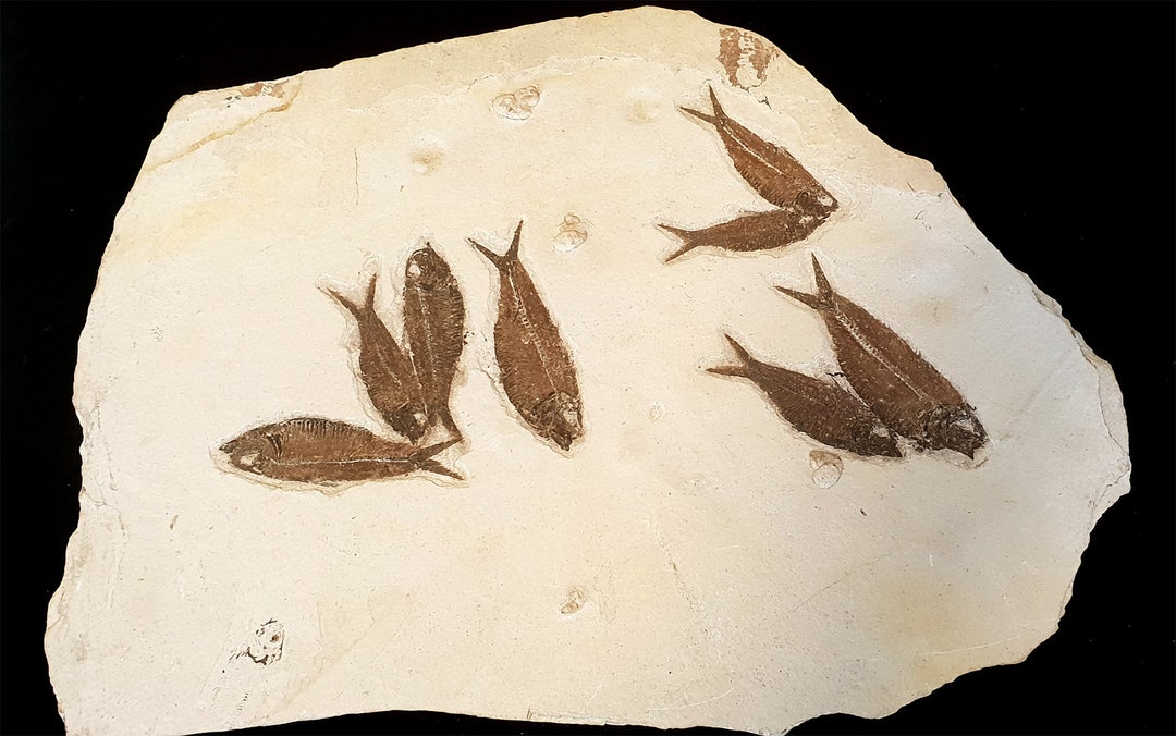 KNIGHTIA Plate of 8 Authentic Specimens knightia Eocena Ypresian ...