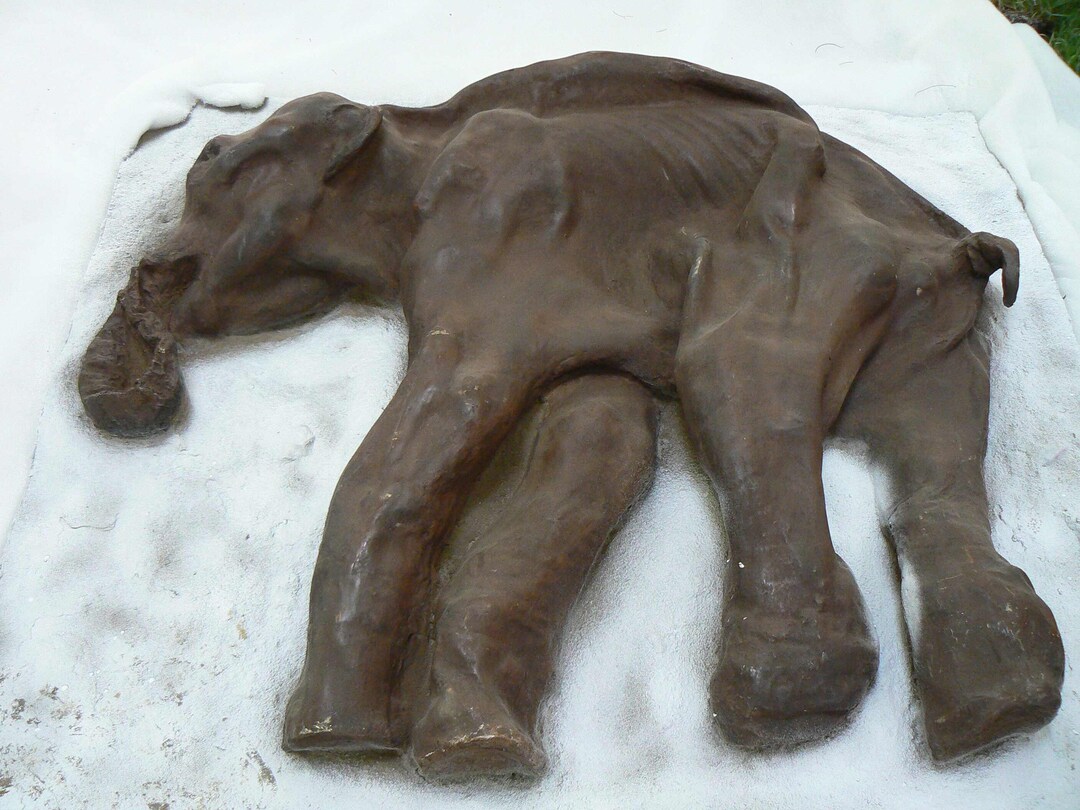 DIMA a Beautiful Baby Fossil Proboscidian Very Beautiful Molding in ...