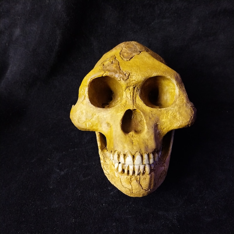 Lucy Skull - Etsy