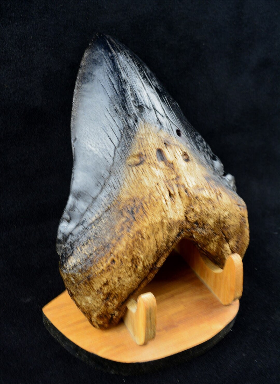 CARCHARODON Megalodon TOOTH (facsimile Cast Replica in Acrylic Resin ...