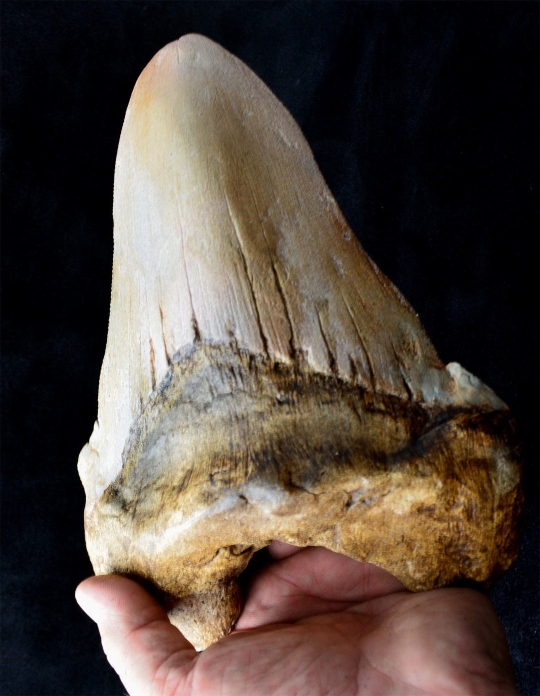 MEGALODON DENT 22 Cm Exceptionnelle Reproduction D'une Dent Fossile De ...
