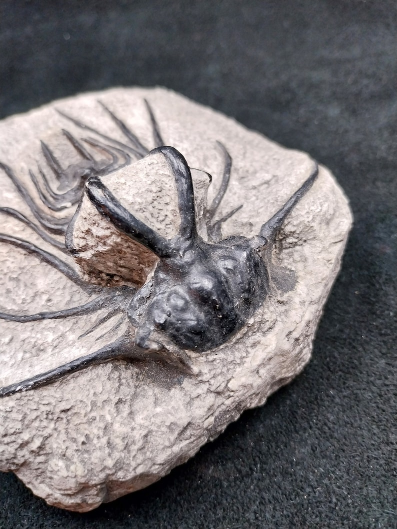 DICRANURUS Monstrosus Moroccan TRILOBITE Copy Full Cast on the ...