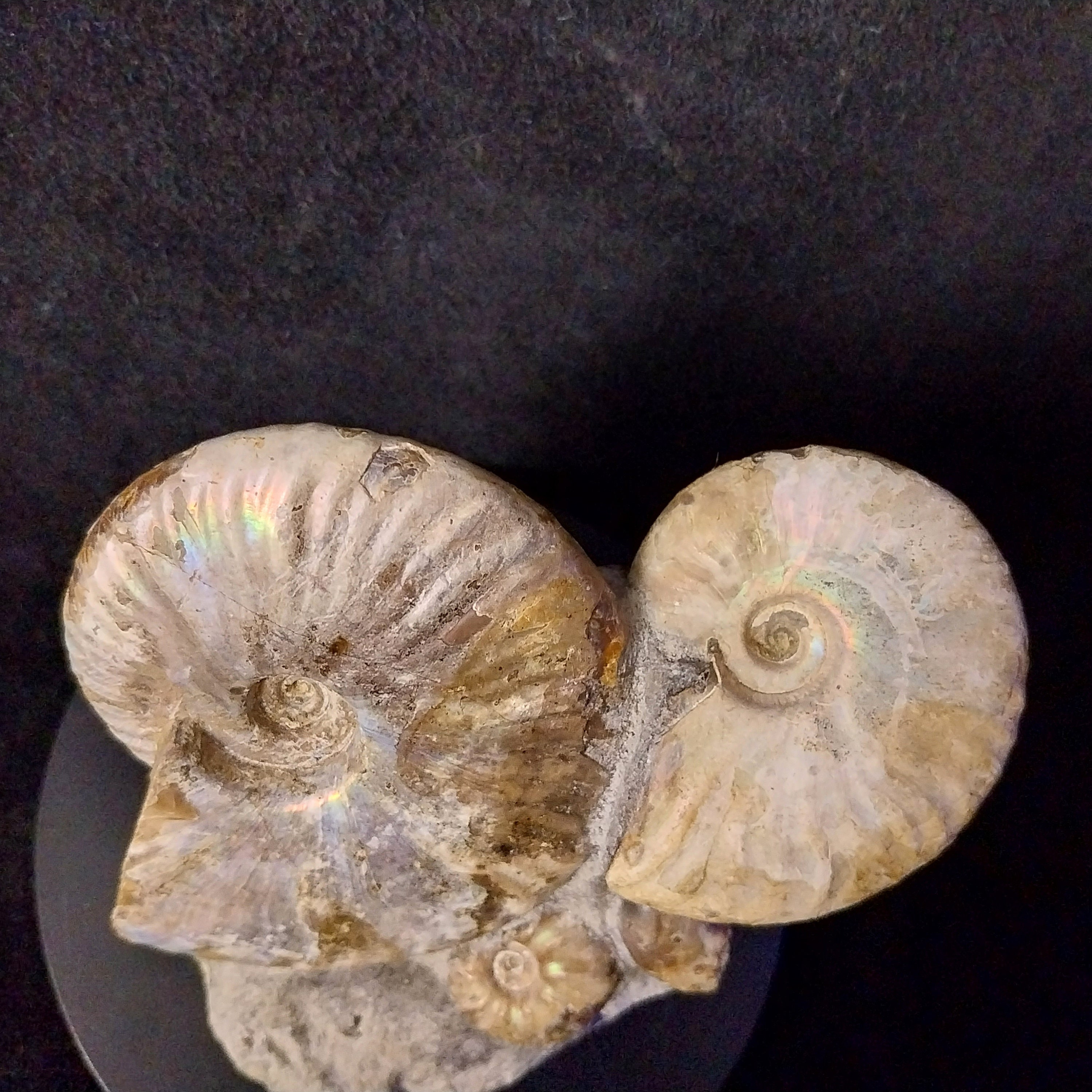 TOTEM BLOCK 2 Species Ammonites Aioloceras and Beudenticeras Albian 108 ...