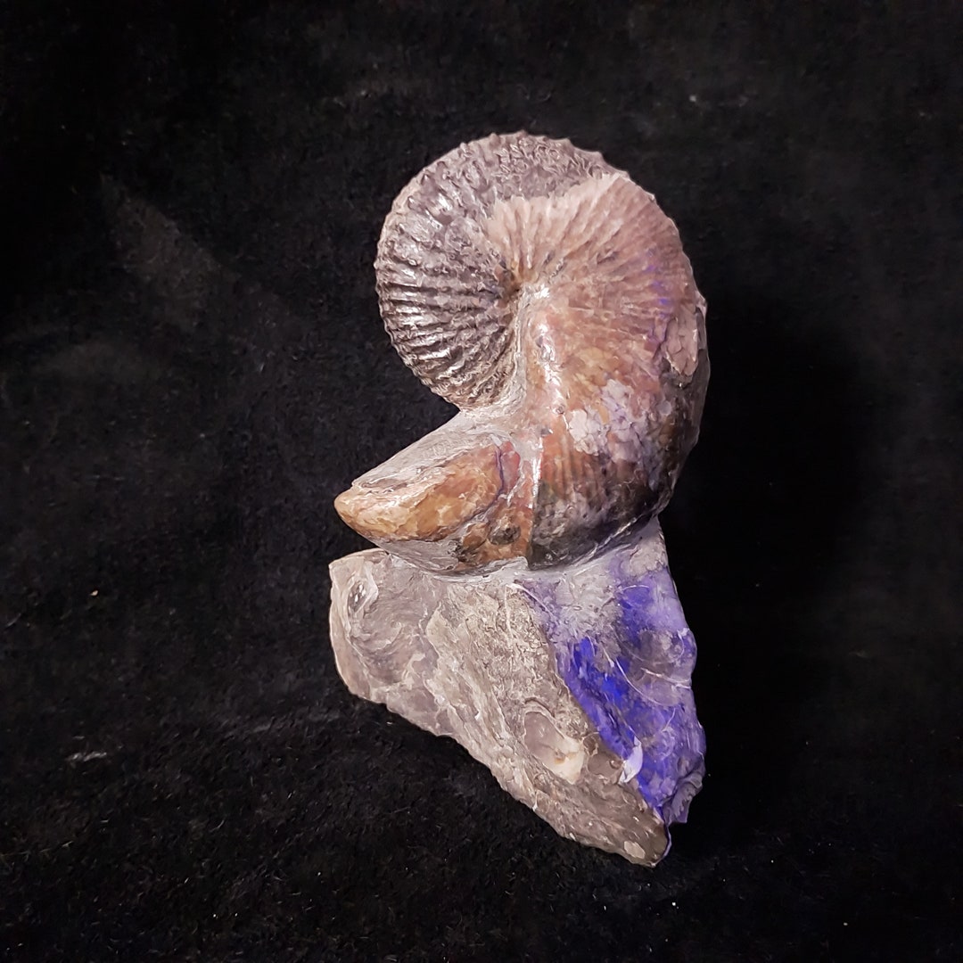 HOPLOSCAPHITES NICOLLETI Large Scaphite on Gangue Authentic Fossil ...