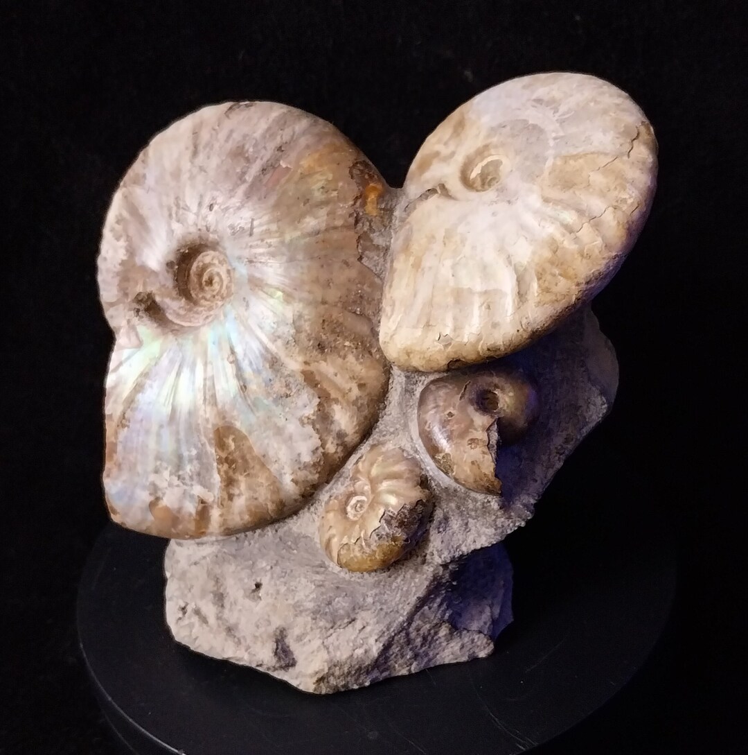 TOTEM BLOCK 2 Species Ammonites Aioloceras and Beudenticeras Albian 108 ...