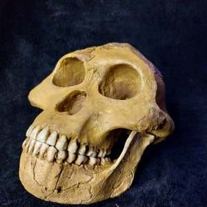 Skull LUCY AUSTRALOPITHECUS Afarensis Replica Complete Skull With ...