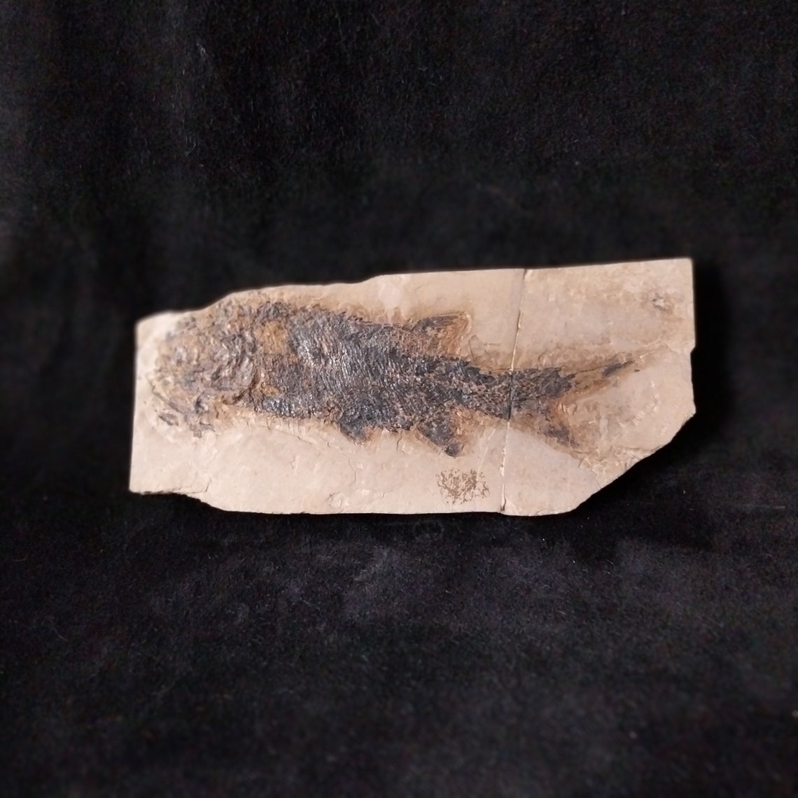 Paramblypterus Gilberti Fish, 25 Cm, Permian Period, Germany (tail ...