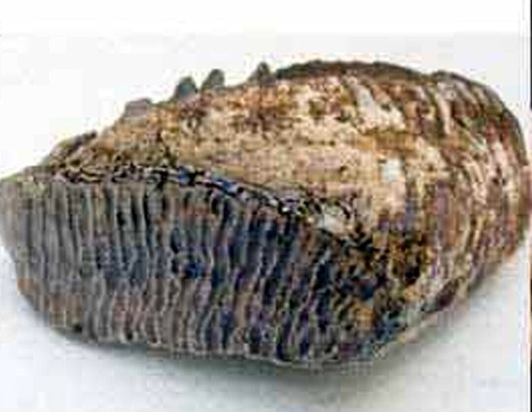 Wooly FOSSIL ADULT PROBOSCIDIAN Molar Reproduction in Polyester Resin ...