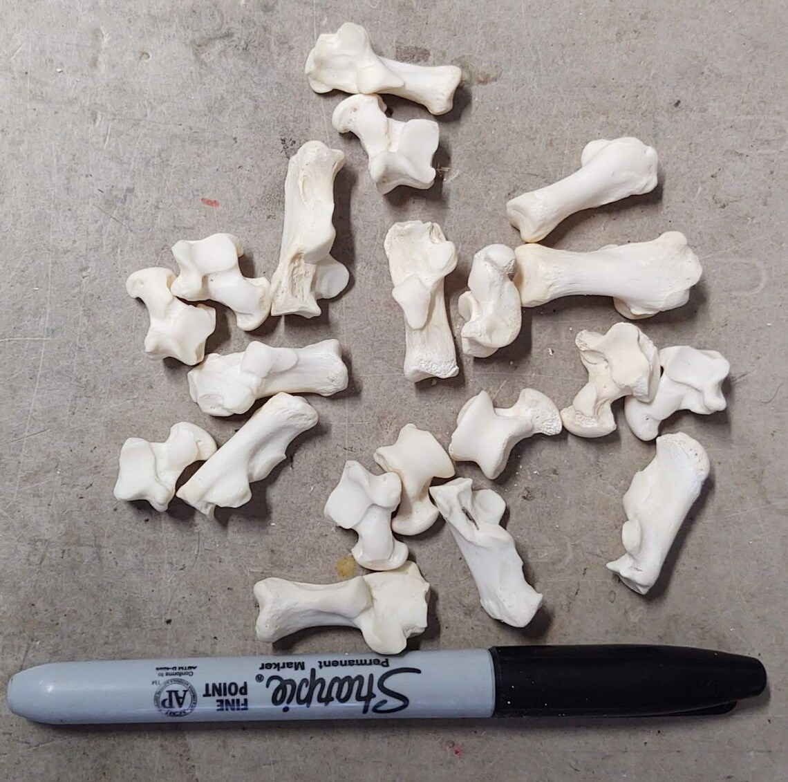 Bobcat Heel and Talus Bones - Etsy