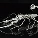 Aluminum Wire Sculpture - "scorpion" - Etsy