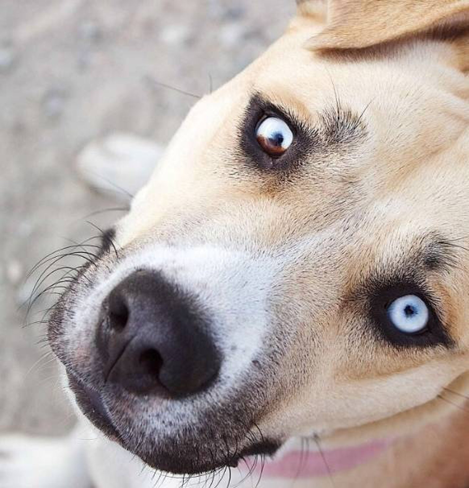 Custom Pet Portrait Beige Dog Painting Original Art - Etsy