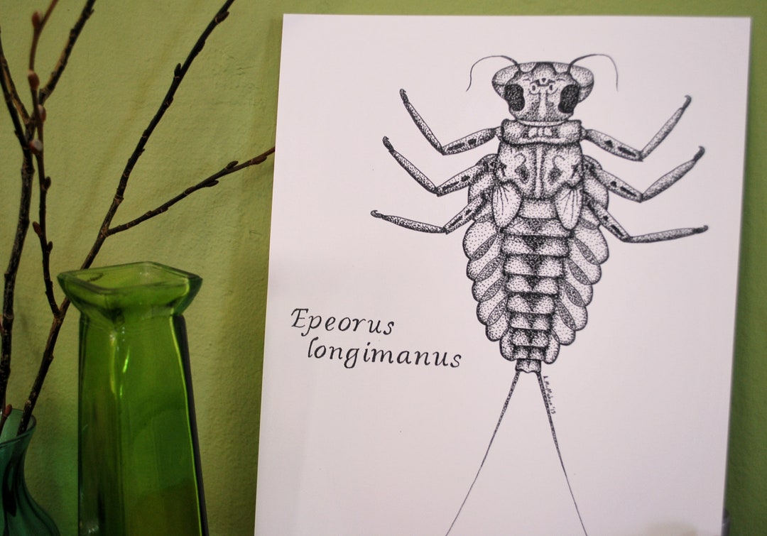 Epeorus Sp. Mayfly Print - Etsy