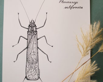 Coverstory: Freshwater Fish Notebook/sketchbook/sketch Book - Etsy