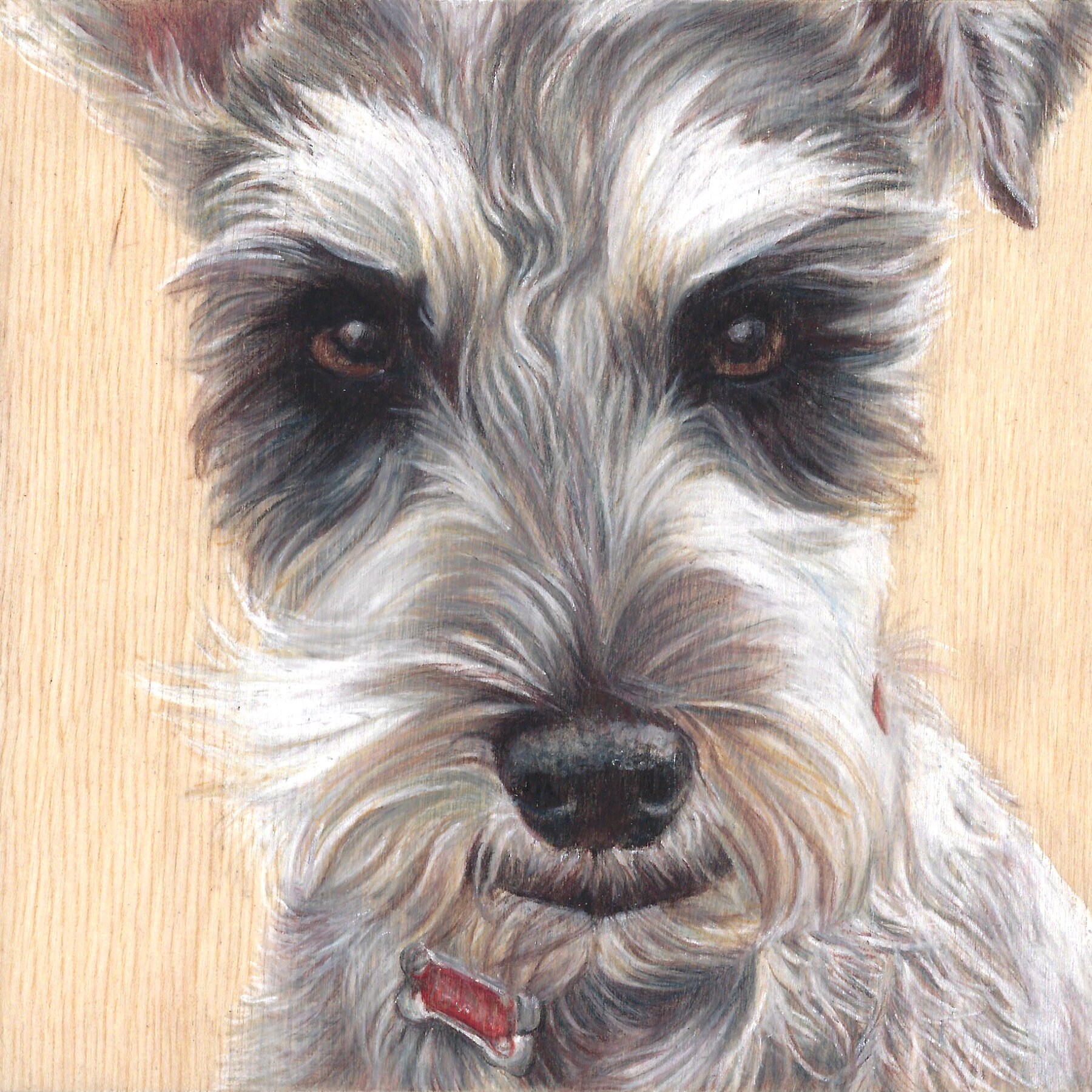 Schnauzer / Dog Art / Pet Portrait / Mini Schnauzer - Etsy