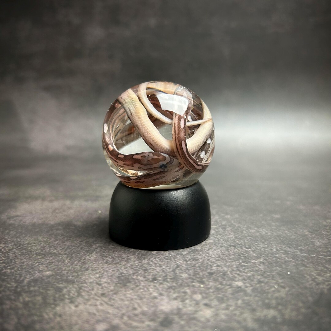 Duo of Scaleless Corn Snakes Mini Globe Wet Specimen - Etsy