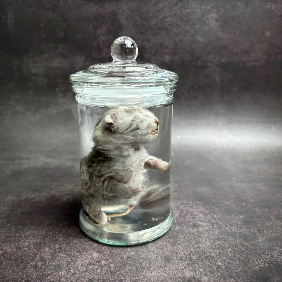 Stillborn Kitten in Vintage Style Jar Wet Specimen - Etsy
