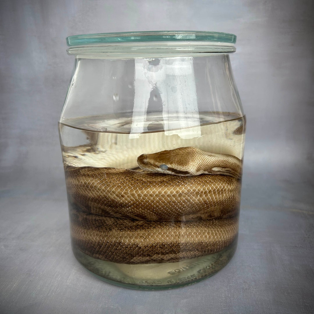 Golden Royal Python in Very Large Jar Wet Specimen - Etsy