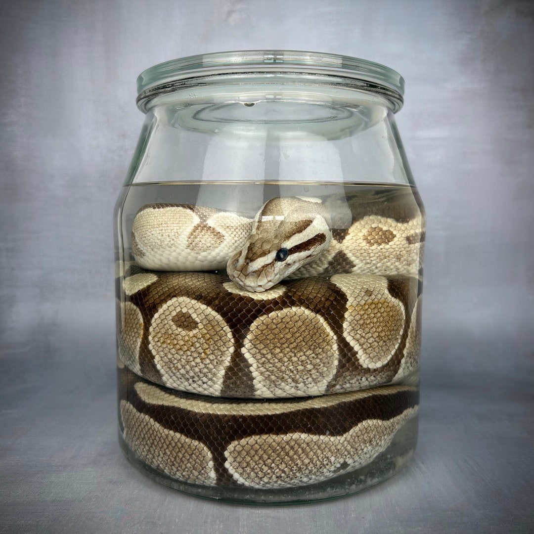 Royal Python in Very Large Jar Wet Specimen - Etsy