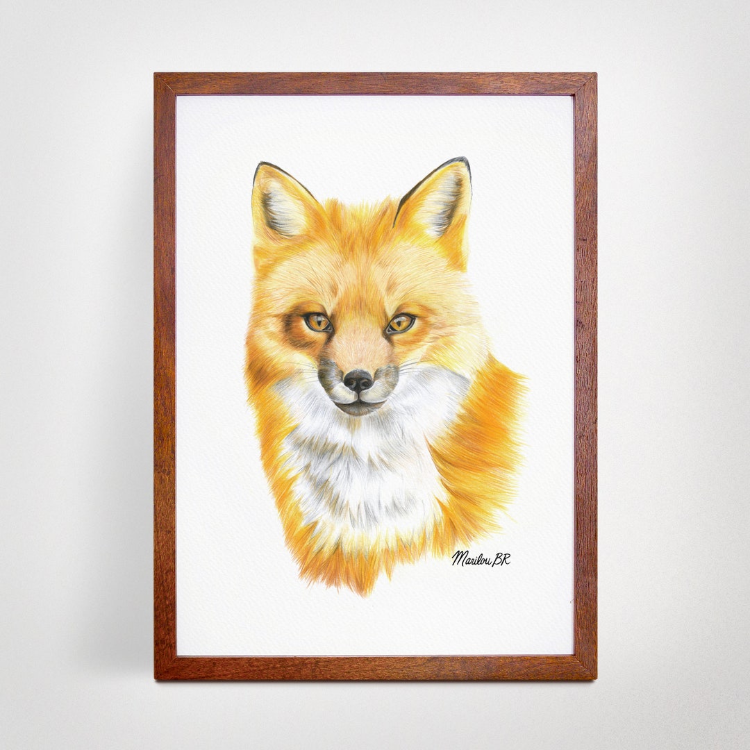 Illustration Renard Poster Animaux Du Québec Pour Décoration Murale ...