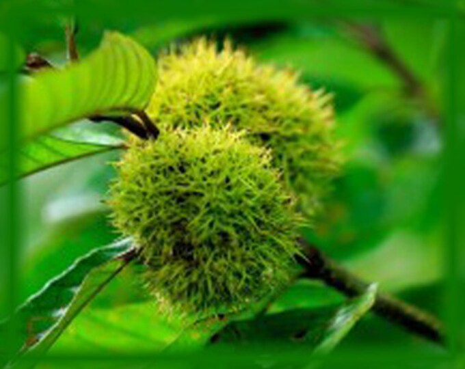 Chinese Chestnut Flower Essence Nature's Remedies - Etsy