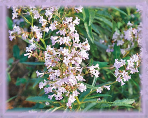 Yerba Santa Flower Essence Nature's Remedies - Etsy