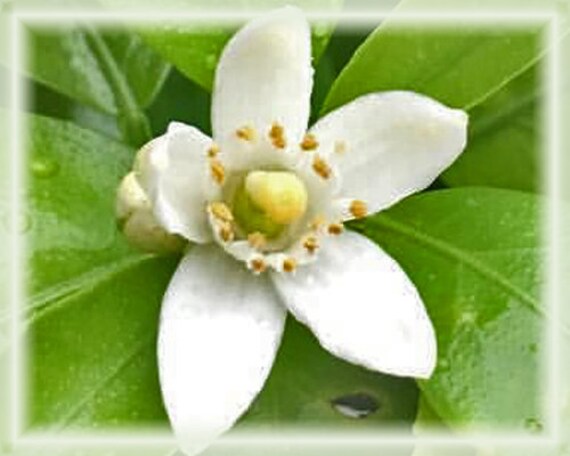 Clementine Flower Essence Nature's Remedies | Etsy