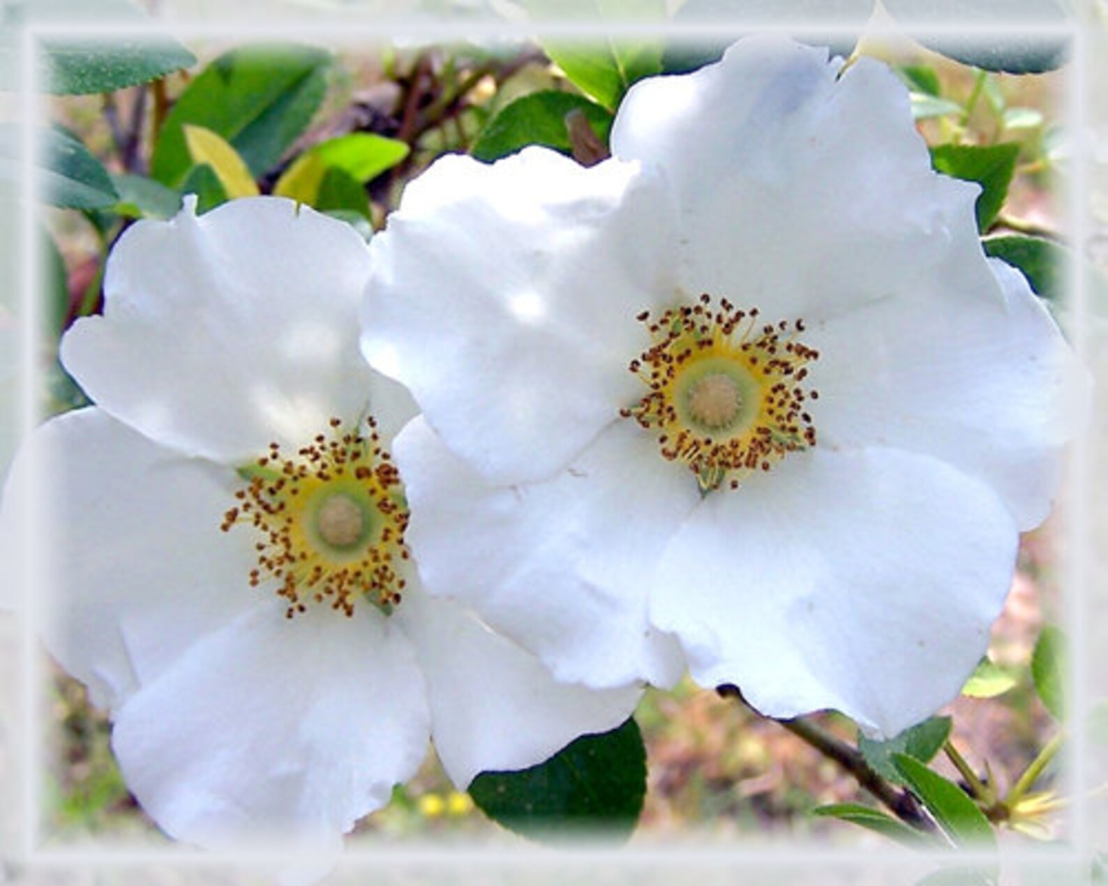 Cherokee Rose Flower Essence Nature's Remedies - Etsy