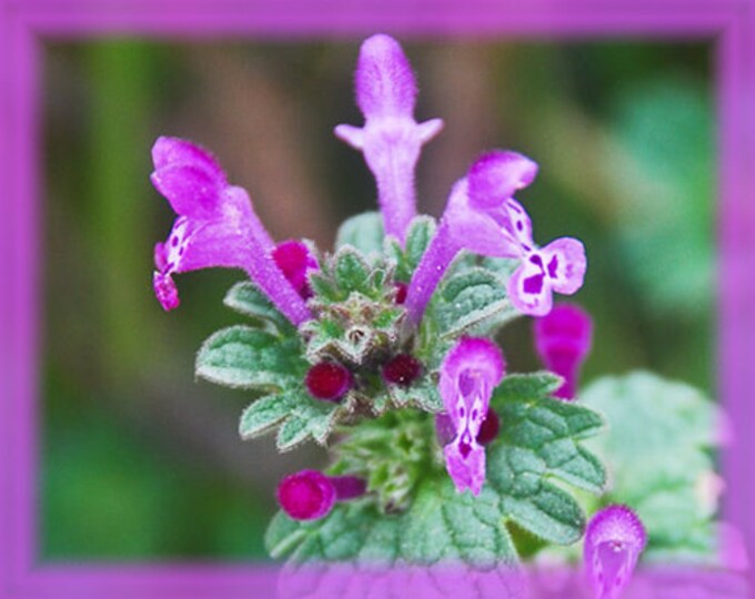 Henbit Flower Essence - Nature's Remedies - Etsy