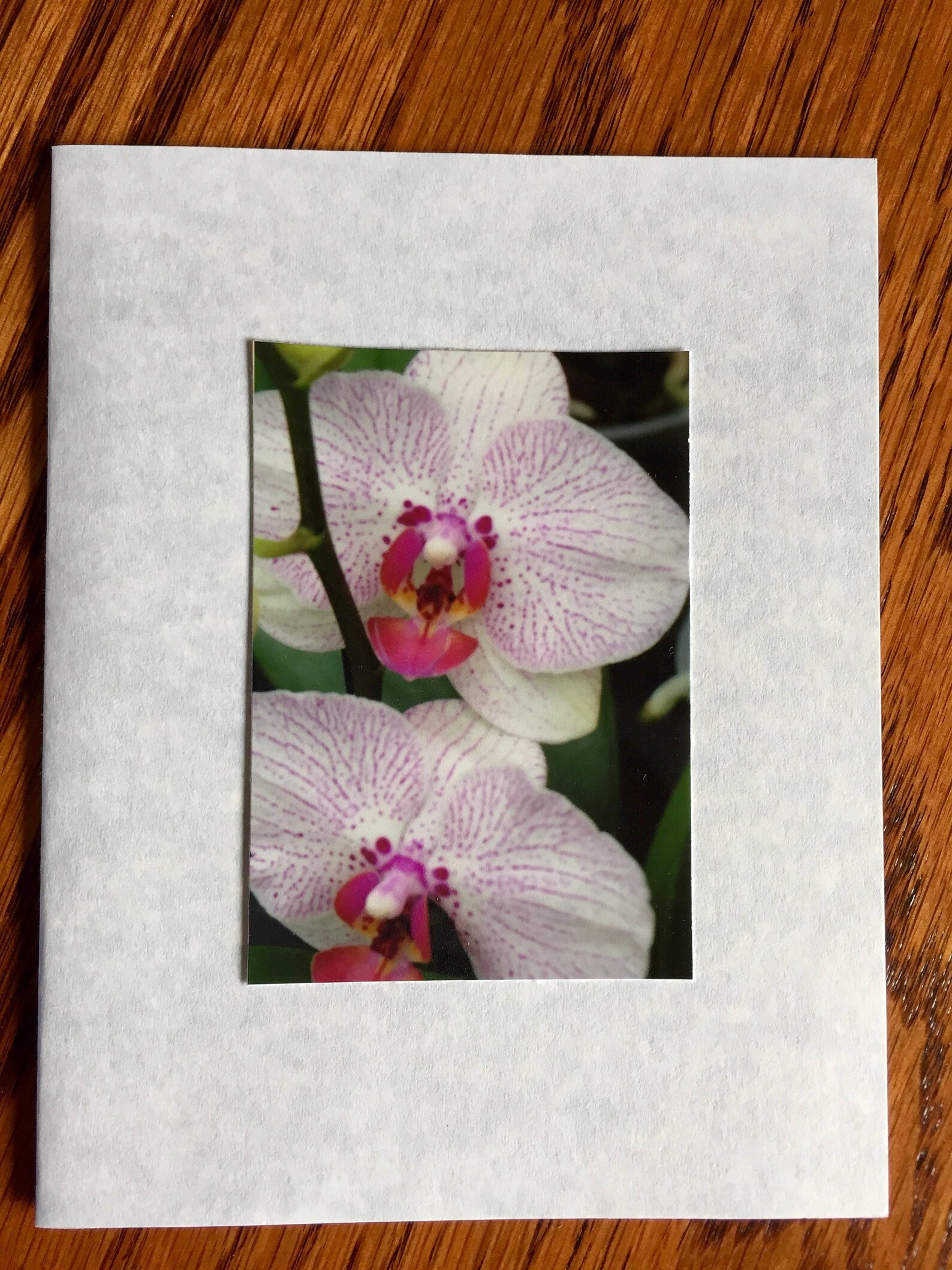 Orchid Photo Cards - Etsy