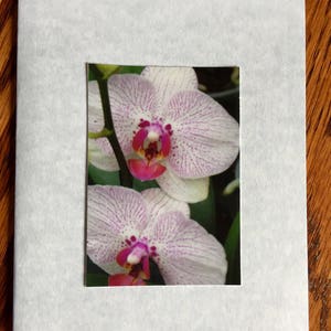 Orchid Photo Cards - Etsy