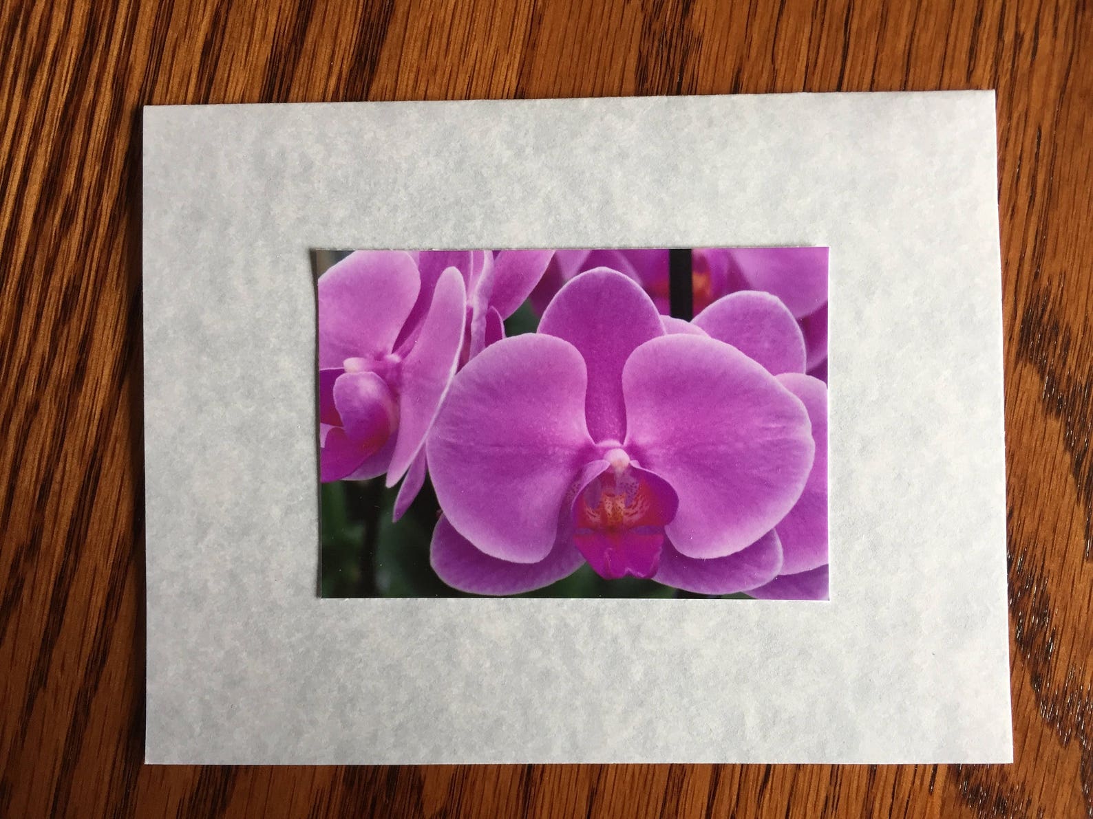 Orchid Photo Cards - Etsy