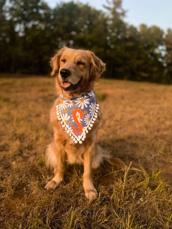 Florida State Dog