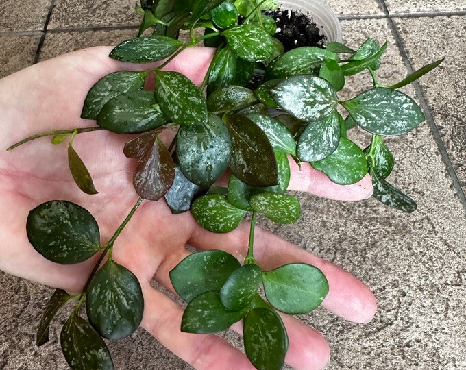 Hoya Collina IR-26 - Etsy