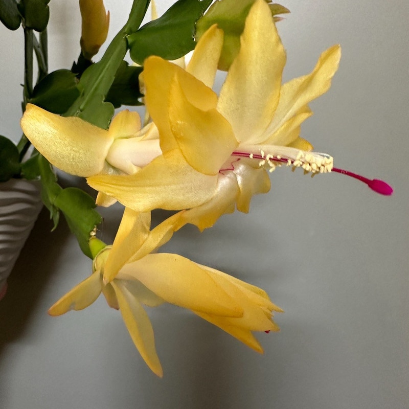 Yellow Christmas Cactus - Etsy