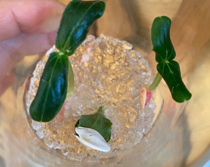 Hydrogel for Rooting Plants - Etsy
