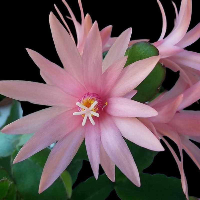 Easter Cactus Plant - Etsy