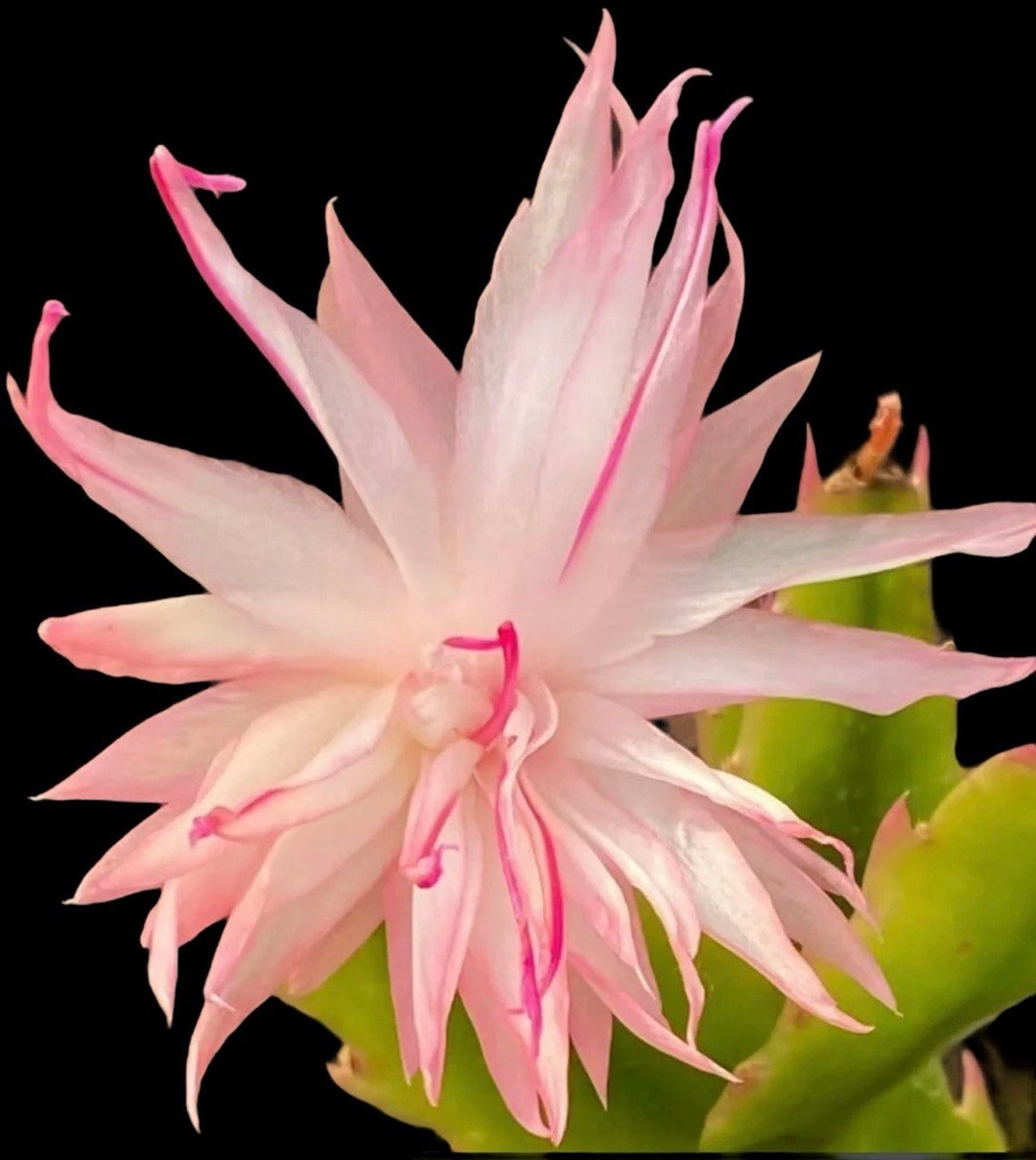 SUPER RARE! Christmas Cactus Schlumbergera “AN012” - Unrooted Cutting ...