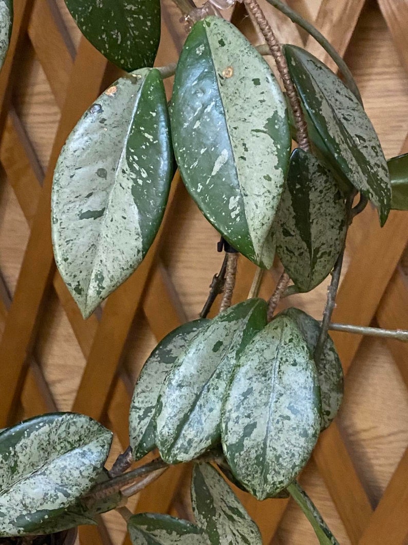 Hoya Carnosa 'wilbur Graves' UNROOTED CUTTINGS - Etsy