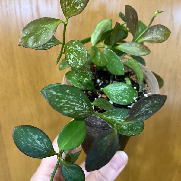 Hoya collina splash - Etsy.de