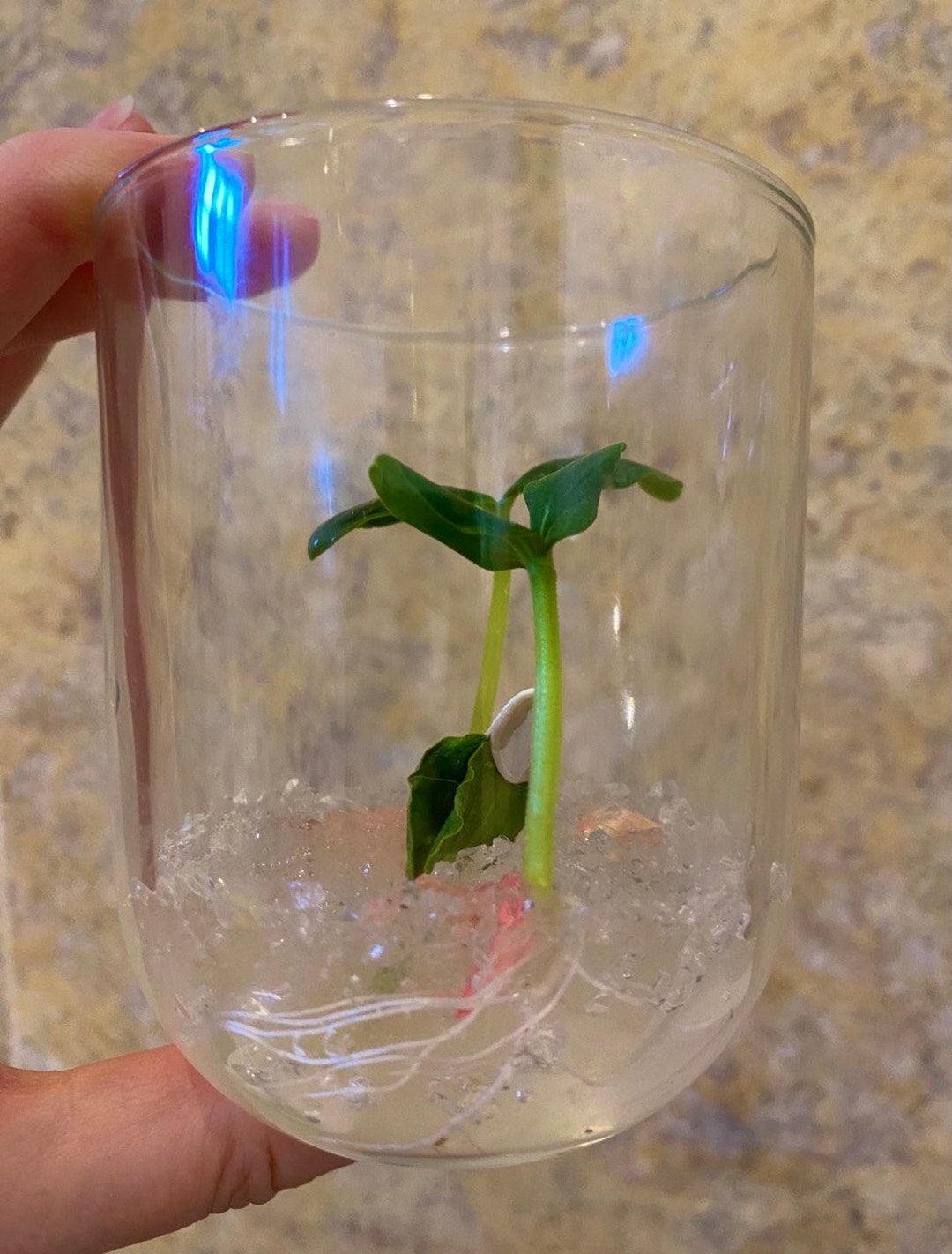 Hydrogel for Plants - Etsy