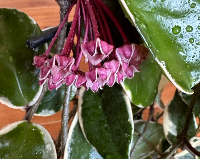 Super Rare Hoya Snowball /heart Shaped Leaves Hoya/hoya Chelsea ...
