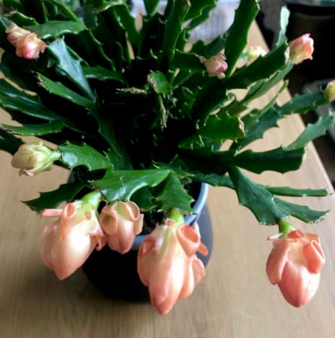 Christmas Cactus Rare thor Wild Orange - Etsy