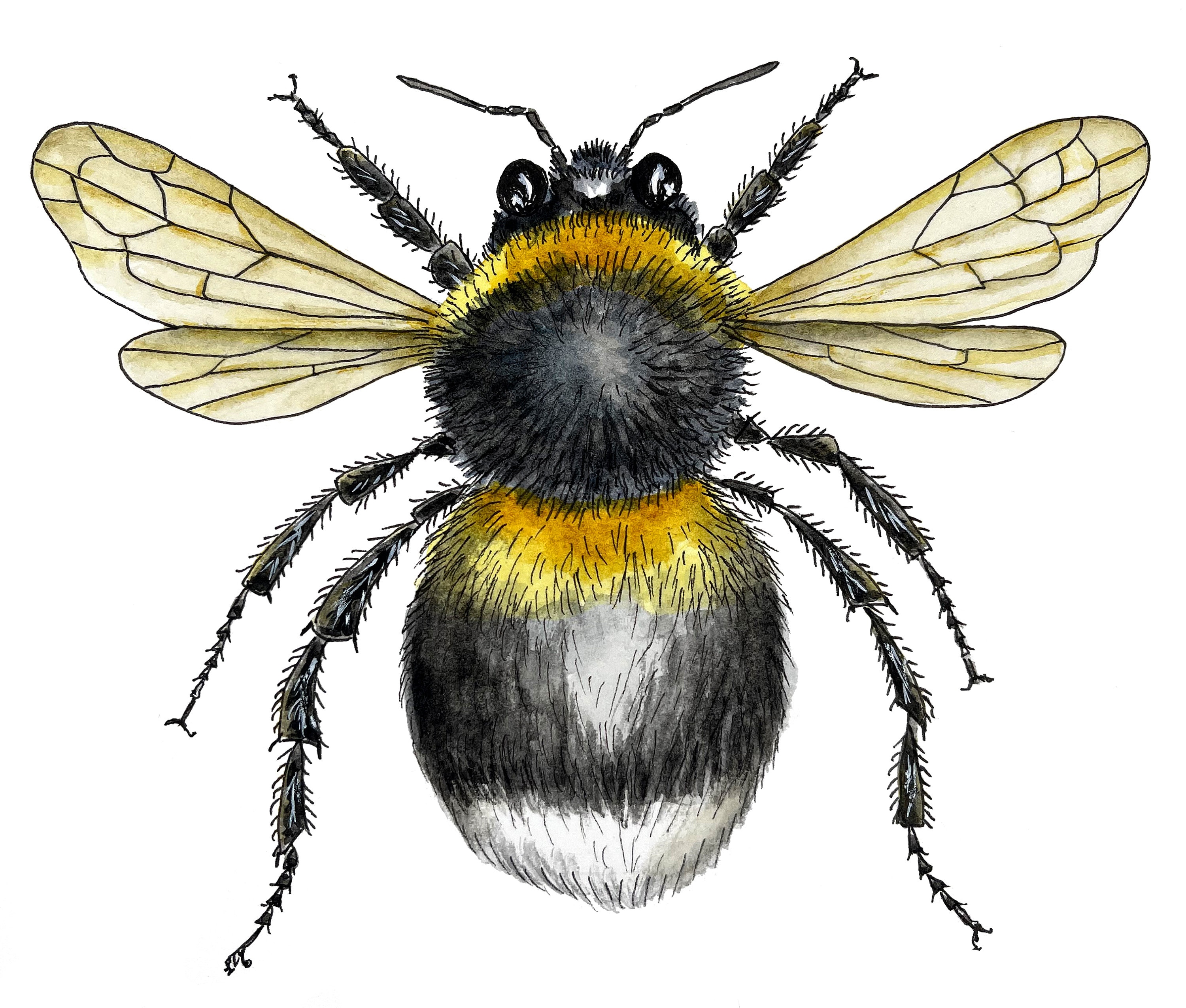 Bumblebee Art Print Complementary Prints Insect - Etsy.de