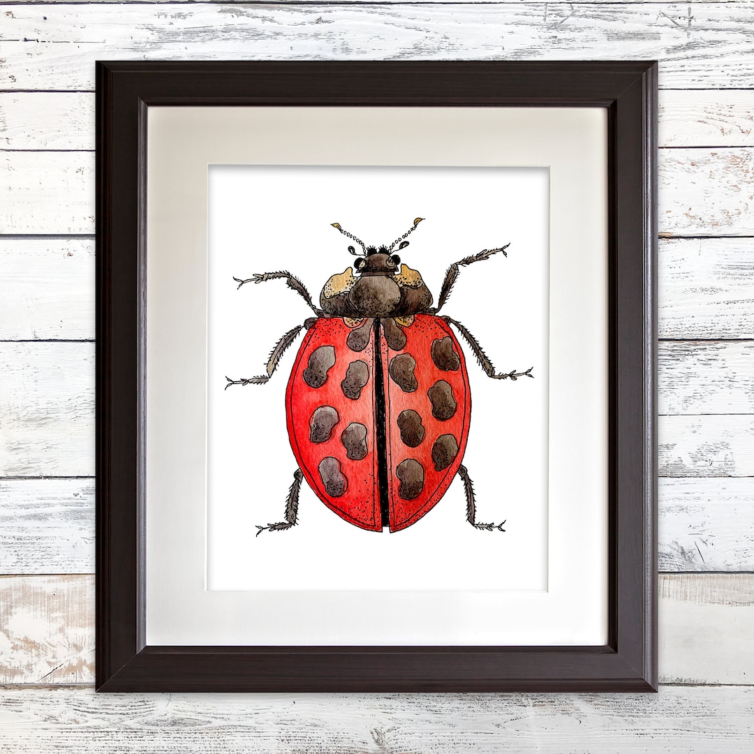 Ladybug Art Print: Watercolor Insect Illustration, Complementary Prints ...