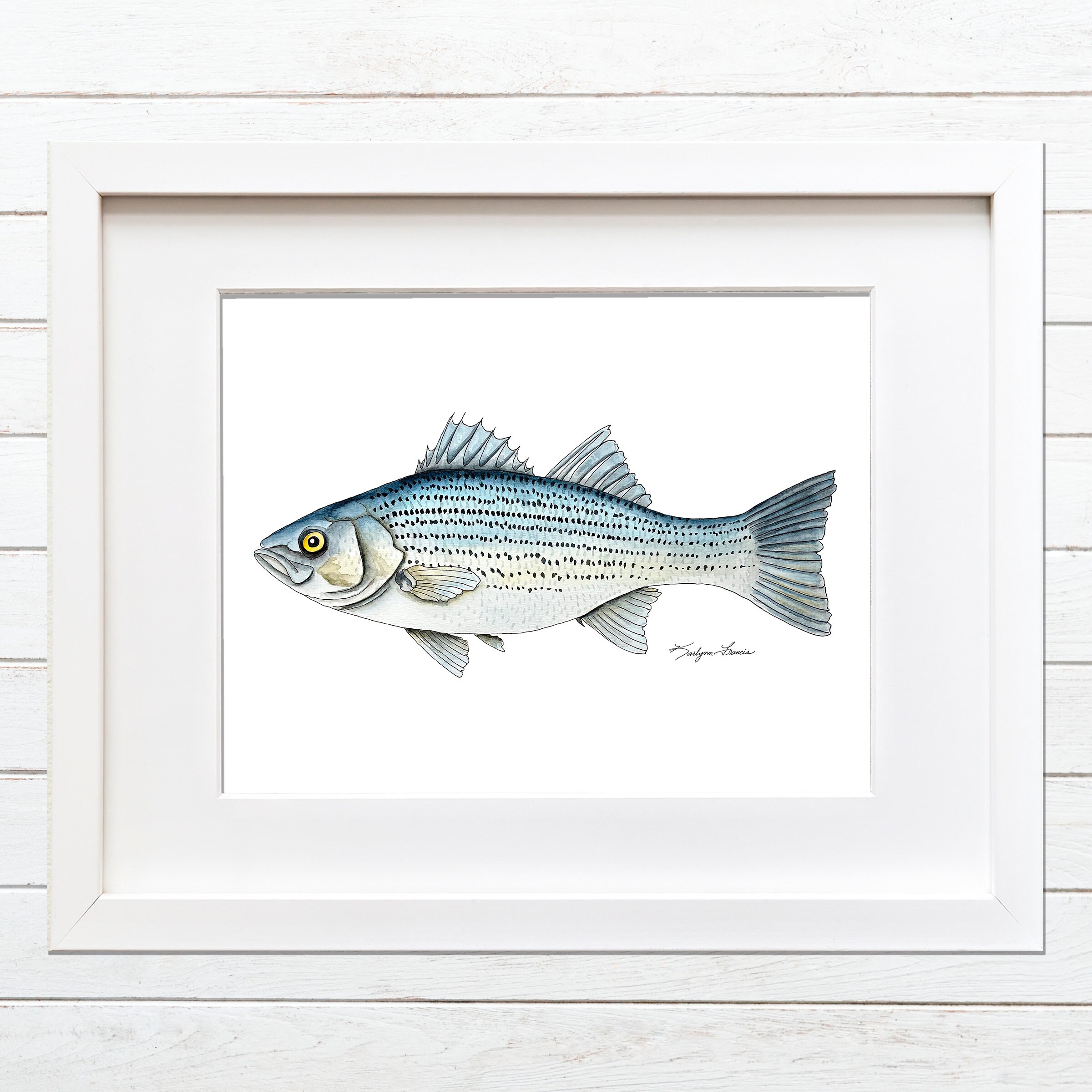 Striped Bass Fish Watercolor Art Print Fishing Art Nature - Etsy