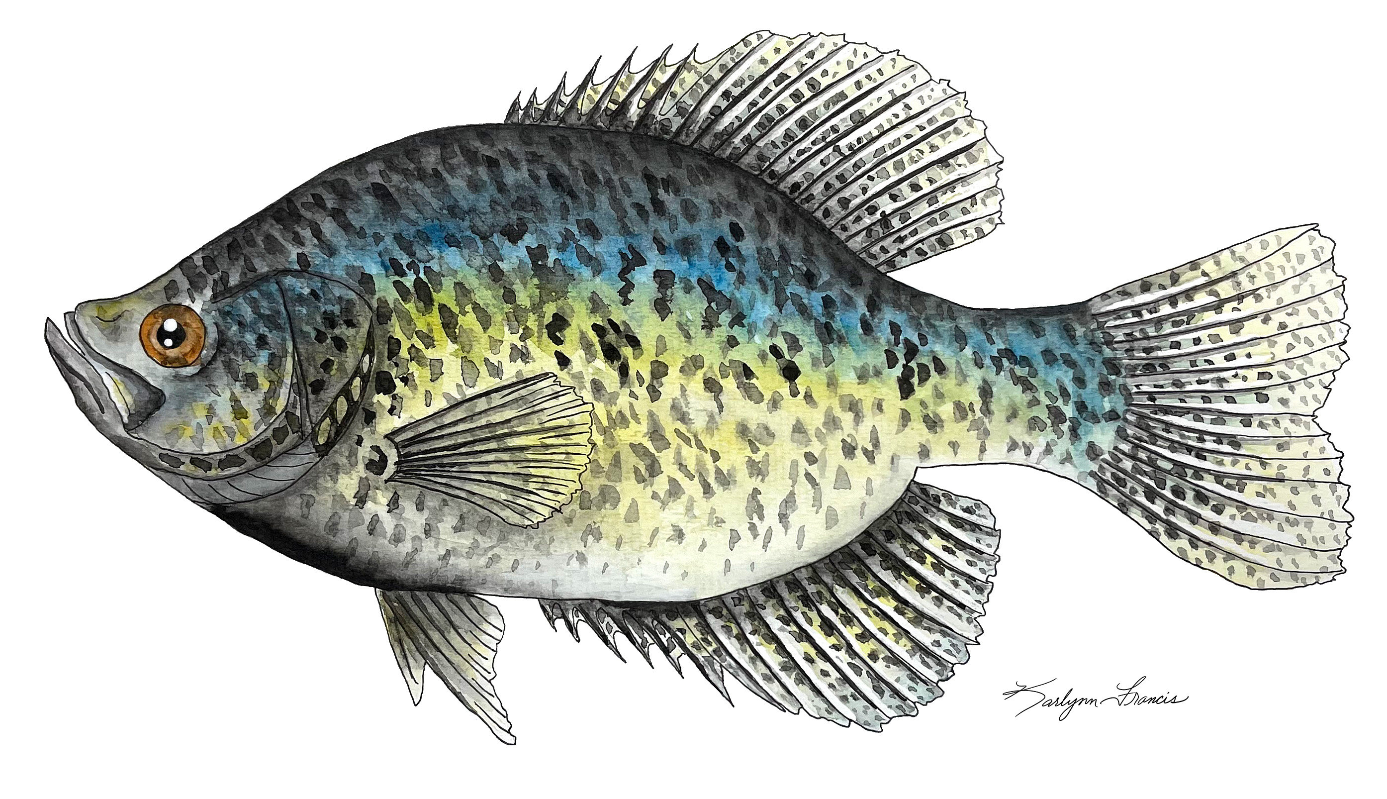 Crappie Fish, Watercolor Art Print, Fishing Decor, Nature Lover, Man ...